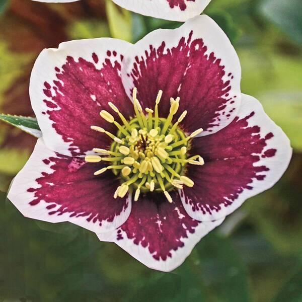 DIRECT GARDENING 1 Gal. Pot, Romantic Getaway Honeymoon Lenten Rose ...