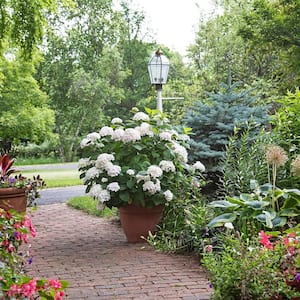 national PLANT NETWORK 3 gal. Hydrangea Fuji Waterfall Live Shrub ...