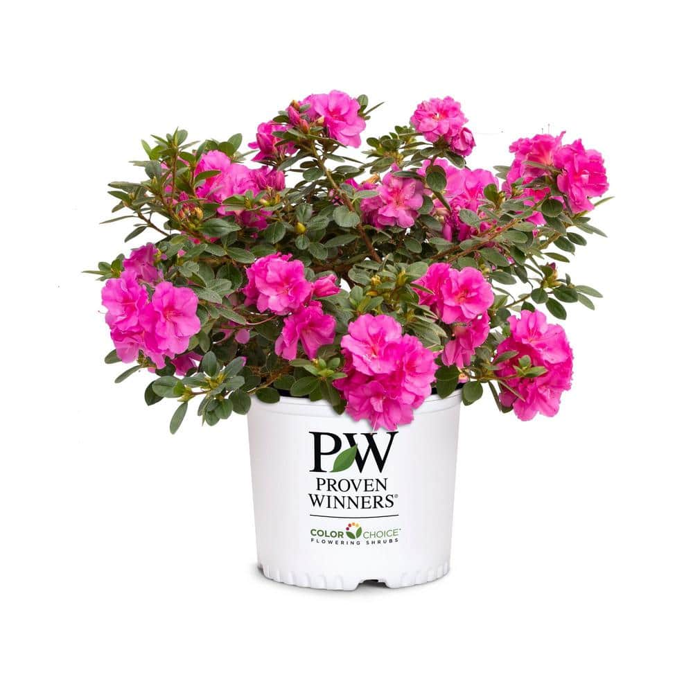 PROVEN WINNERS 2 Gal. Perfecto Mundo Double Purple Azalea Shrub with ...