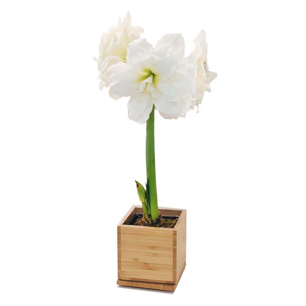 GARDENUITY Double-Blooming White Alfresco Amaryllis Bulb in Sustainable ...