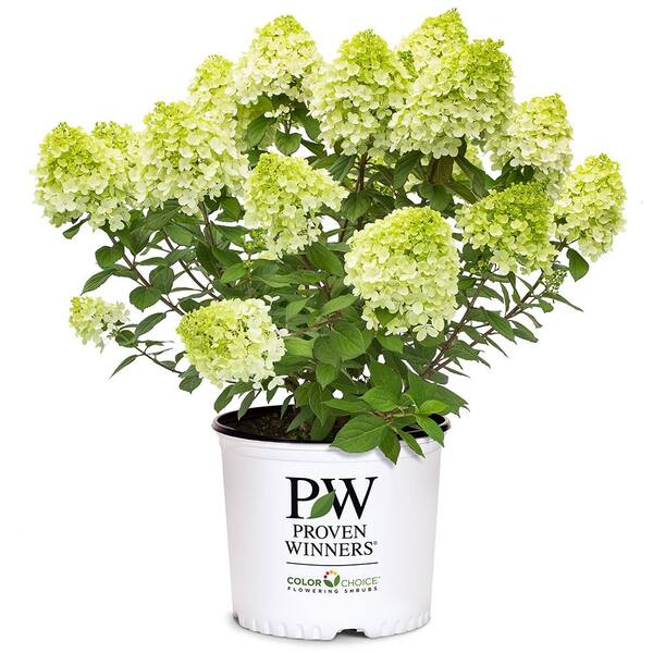 PROVEN WINNERS 2 Gal. Little Lime Punch Hydrangea Shrub with White ...