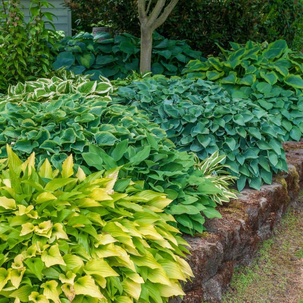 DIRECT GARDENING Super Hosta Plant Mixture Dormant Bare Root Perennial ...