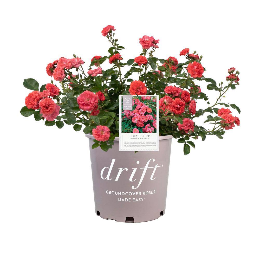 Reviews for Drift 3 Gal. Coral Drift Rose Bush with Coral-Orange Flowers | Pg 1 - The Home Depot