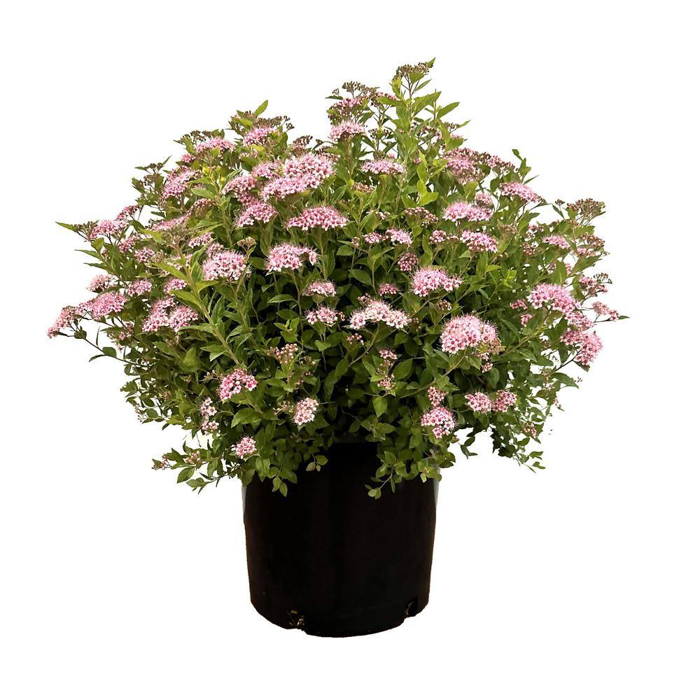 2.25 Gal. Little Princess Spiraea Live Shrub with Pink Blooms O854003 ...