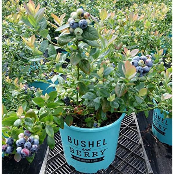 BUSHEL AND BERRY 2 Gal. Bushel and Berry Pink Icing Blueberry Live ...