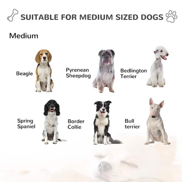 Medium Sized Dogs