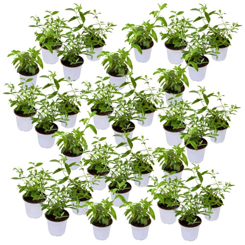 national PLANT NETWORK 4 in. Triple Treat Butterfly Bush Shrub with ...