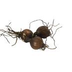 Daylily Nursery Red Surprise Lilies 3-Bulbs 6948615653 - The Home Depot