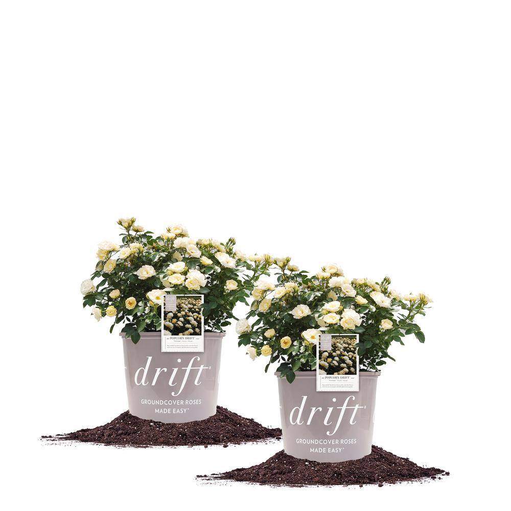 Drift 3 Gal. Popcorn Drift Rose Bush with Soft Yellow Flowers (2-Pack ...