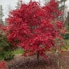 7 Gal. Emperor I Japanese Maple Ornamental Tree MAPJEM07G - The Home Depot