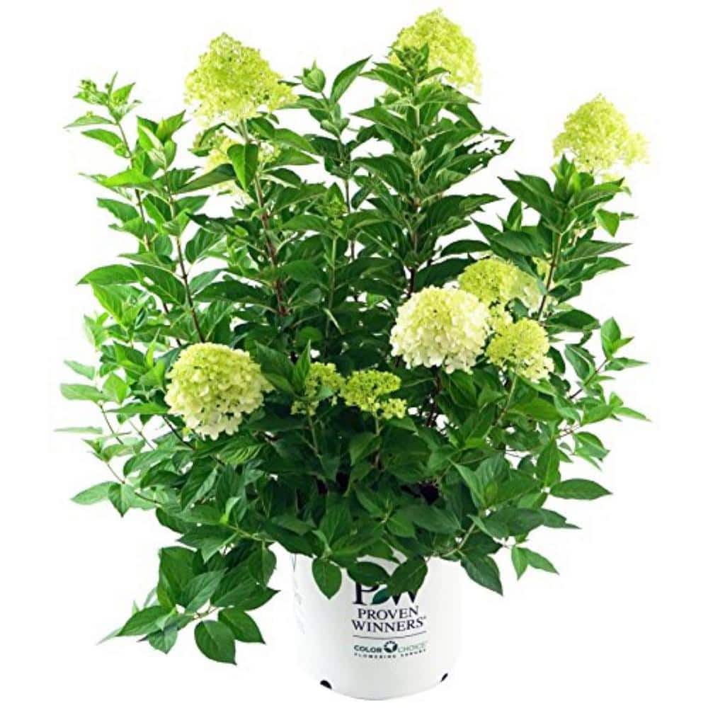 PROVEN WINNERS 3 gal. Limelight Hydrangea, Live Plant with White and ...