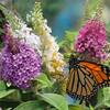 BLOOMABLES 3.25 in. Bloomables Dwarf Dapper Buddleia Butterfly Bush ...