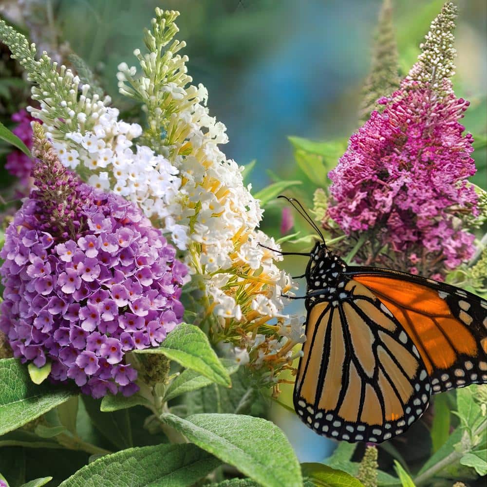 BLOOMABLES 3.25 in. Bloomables Dwarf Dapper Buddleia Butterfly Bush ...