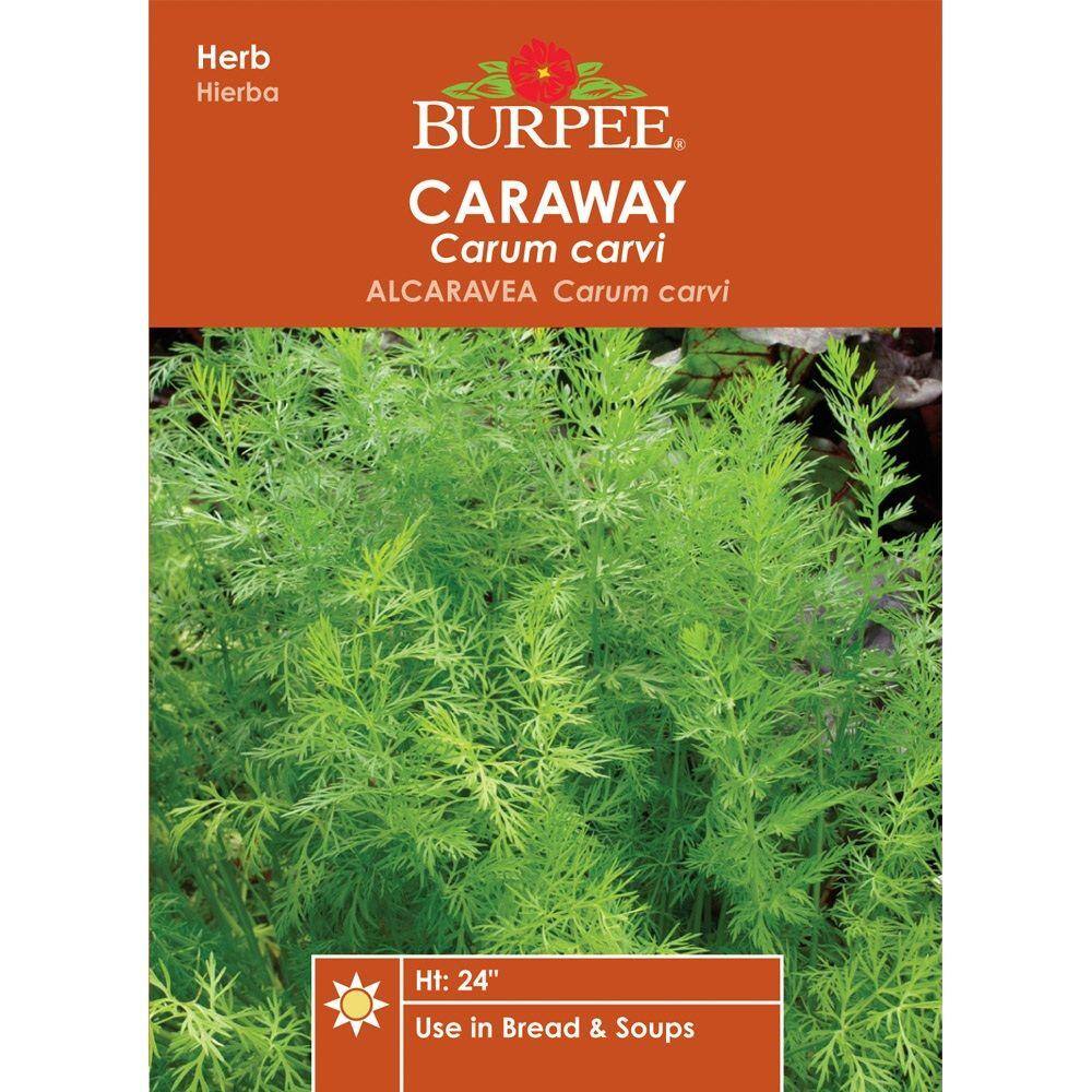 Burpee Caraway Seed 67293 - The Home Depot