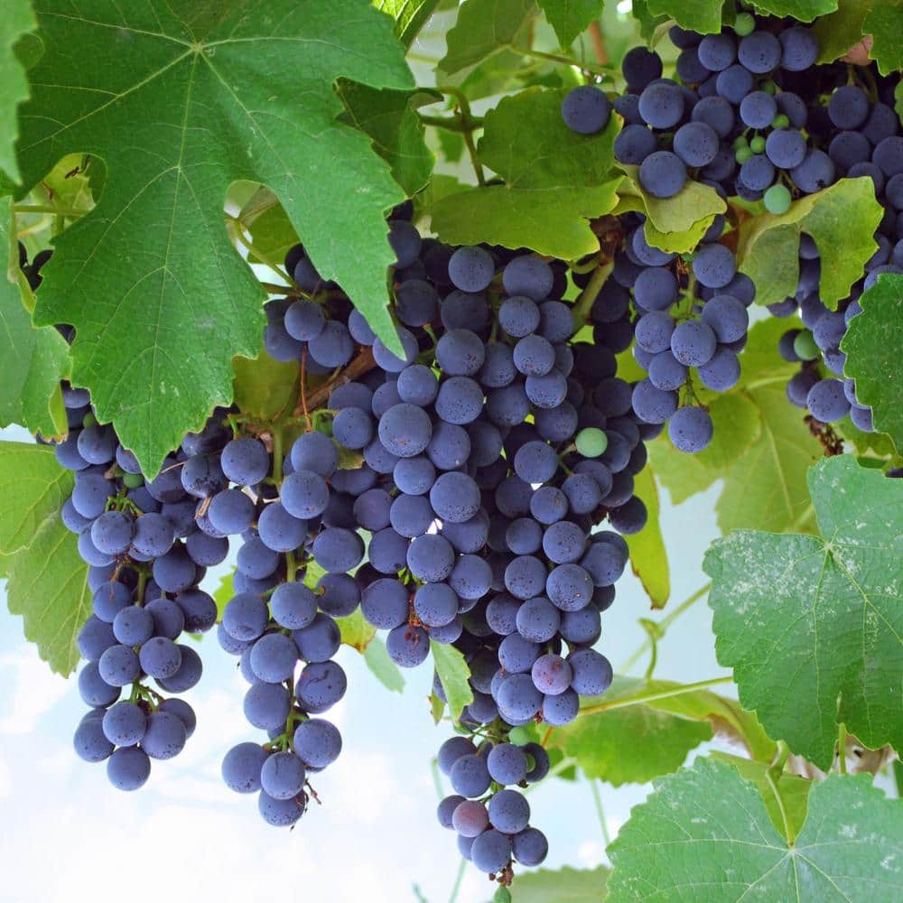 Alder & Oak #2 Container Concord Grape Vine Plant GRCO02 - The Home Depot