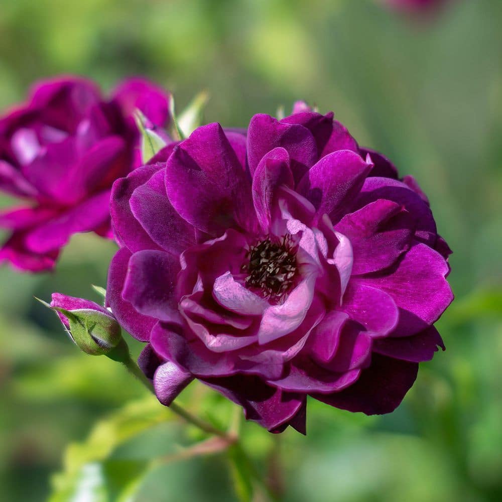 national PLANT NETWORK Bare Root Burgundy Iceberg Rose with Purple ...