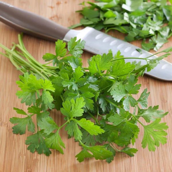 Bonnie Plants 19 oz. Italian Flat Leaf Parsley Herb Plant 1003800600 ...