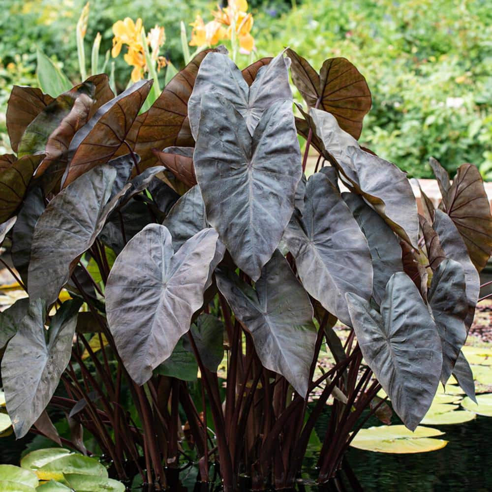 Garden State Bulb 7/9 in., Colocasia Black Coral Elephant Ear Bulbs ...