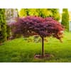 Online Orchards 3 Gal. Red Dragon Japanese Maple Tree with Intricate ...