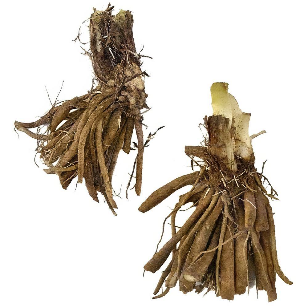 national PLANT NETWORK Bare Root Hemerocallis Blood Sweat and Tears ...