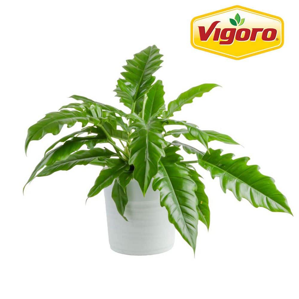 Vigoro Grower's Choice Philodendron Plant in 10 in. White Decor Pot ...
