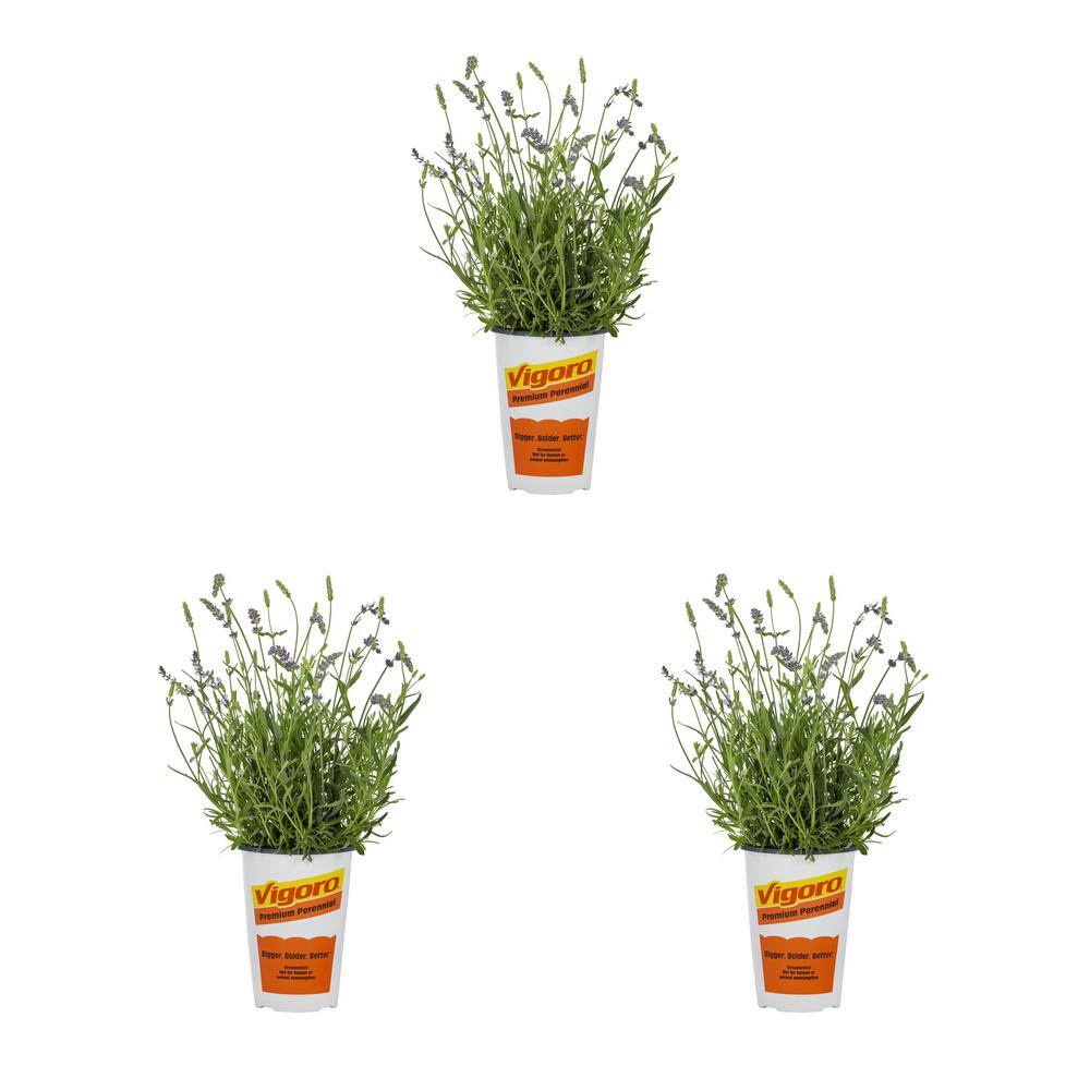 Vigoro 2 qt. Lavender Layla Blue Perennial Plant (3-Pack) 78526 - The ...