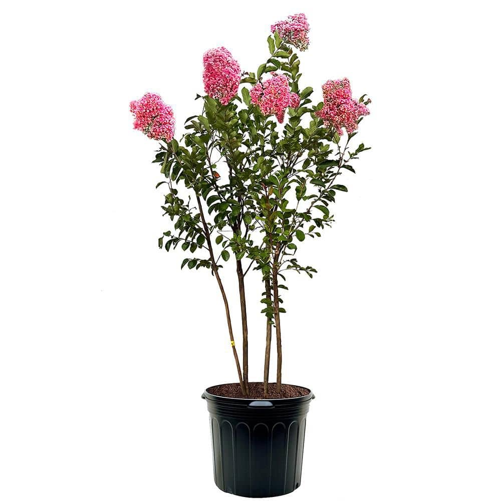 7 Gal. Miami Crape Myrtle Flowering Deciduous Tree with Pink Flowers ...