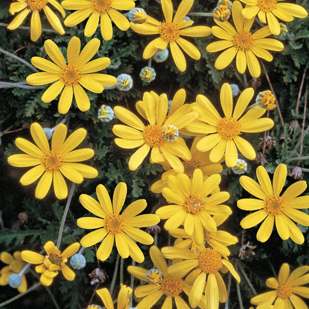 ALTMAN PLANTS Assorted Colors Euryops Sunflower Plant #2 1000039484 ...