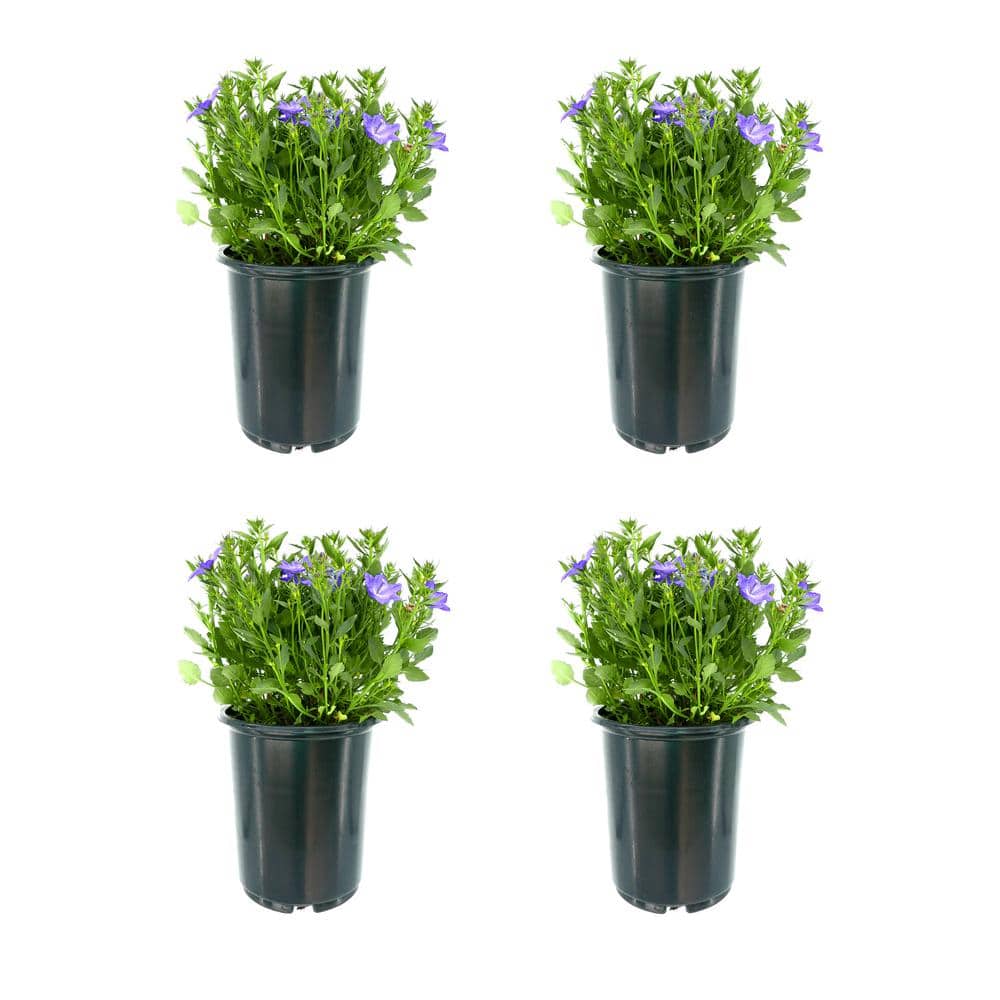 2.5 qt. Campanula Cariboo Forte Blue Perennial Plant with Blue flowers ...