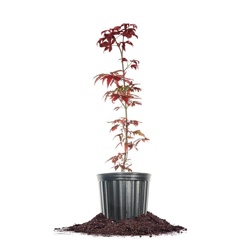 Have a question about Perfect Plants Bloodgood Japanese Maple Tree in 1 ...