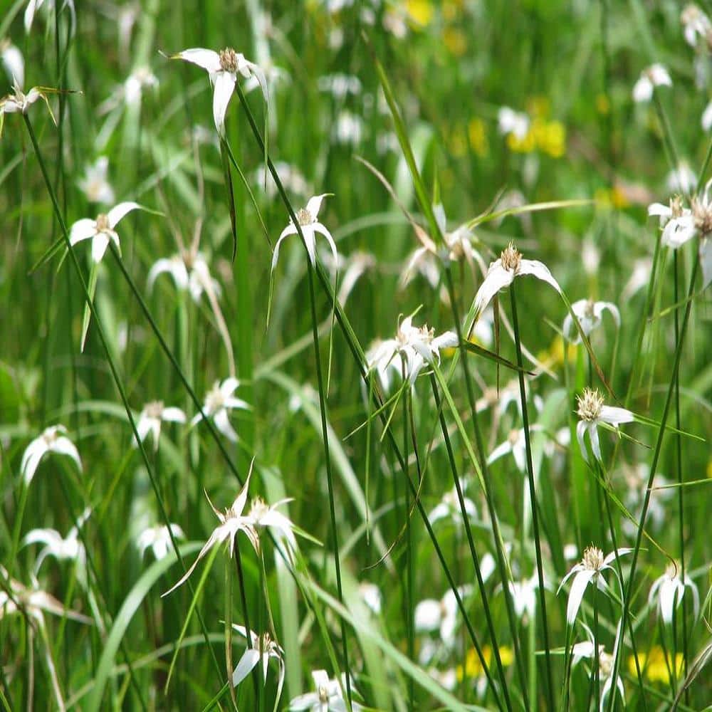 Givhandys 4 in. Potted Star Sedge Bog/Marginal Aquatic Pond Plant BP ...