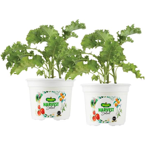 Kale Plant - Vegetable Plants - The Home Depot