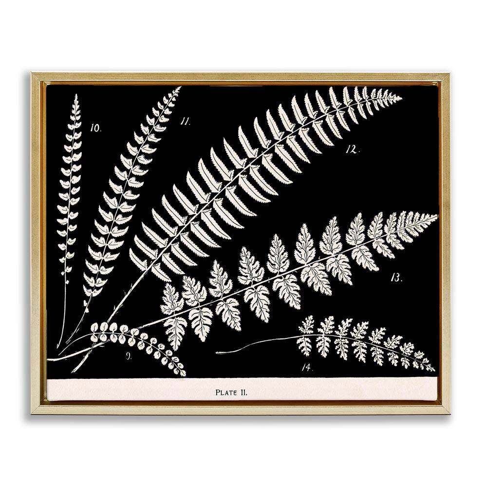 Stupell Industries Fern Studies on Black by Phillipa Katz Gold Floater ...