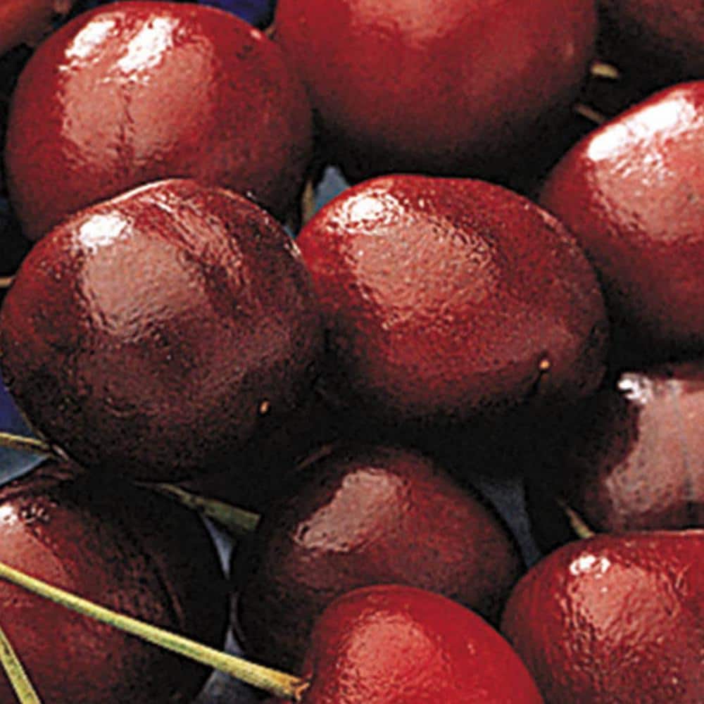 DIRECT GARDENING North Star Cherry Tree Dormant Bare Root Fruit Bearing ...
