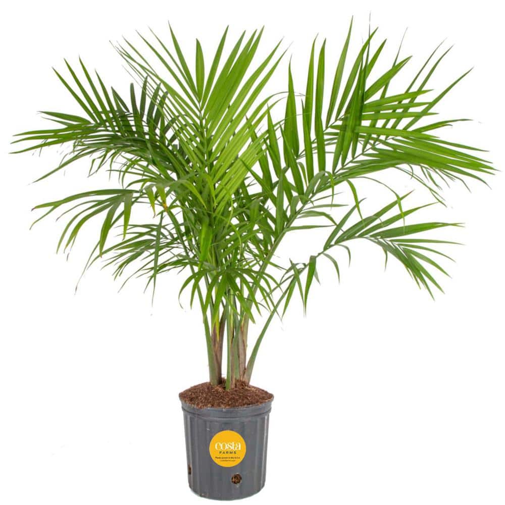 Costa Farms Majesty Indoor Palm in 8.75 in. Grower Pot, Avg. Shipping ...