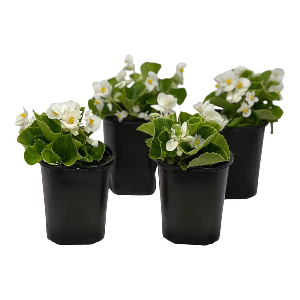Pure Beauty Farms 1.38 Pt. Begonia Green Leaf White Flower in 4.5 In ...