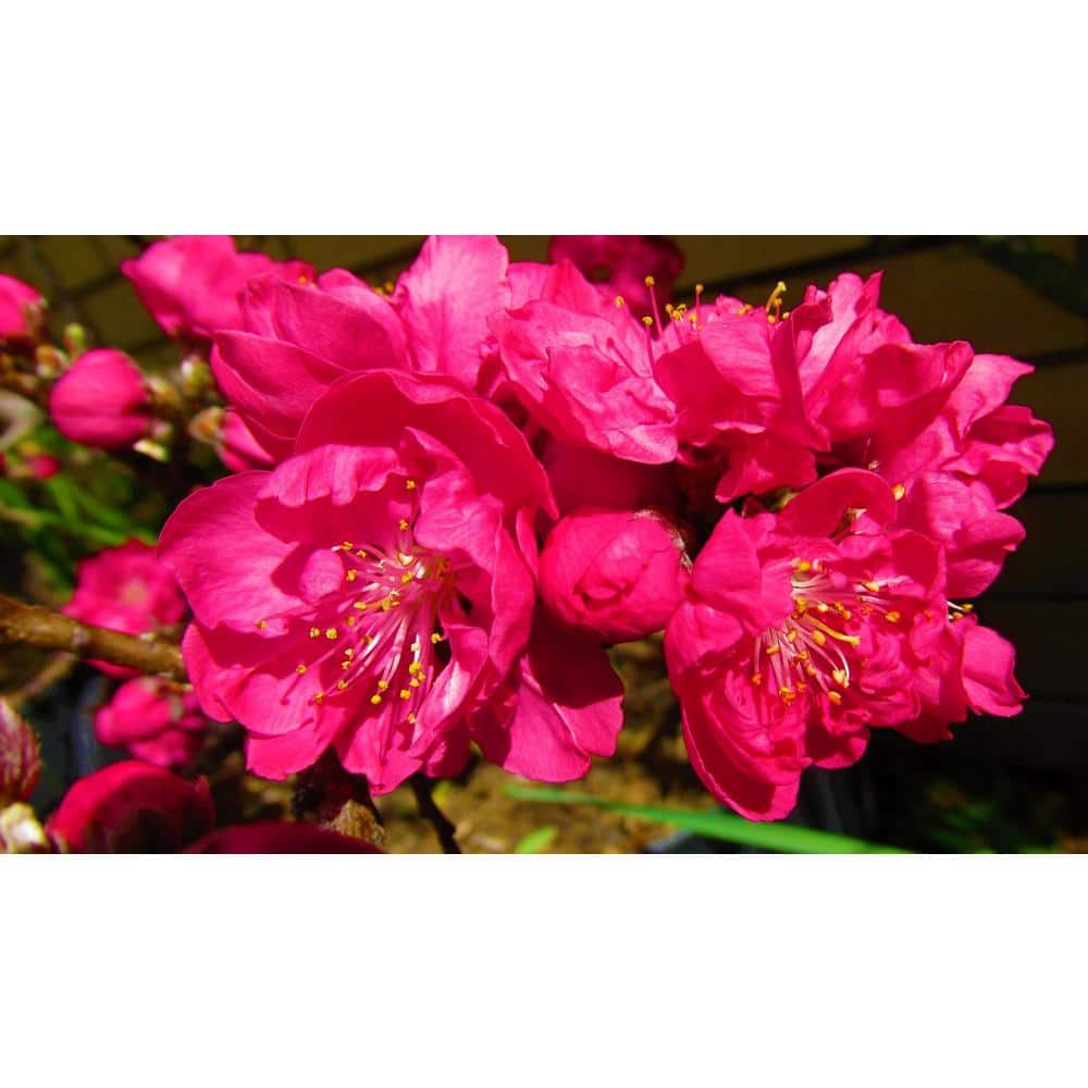 Online Orchards Double Red Flowering Peach Tree (Bare Root, 3 ft. to 4 ...