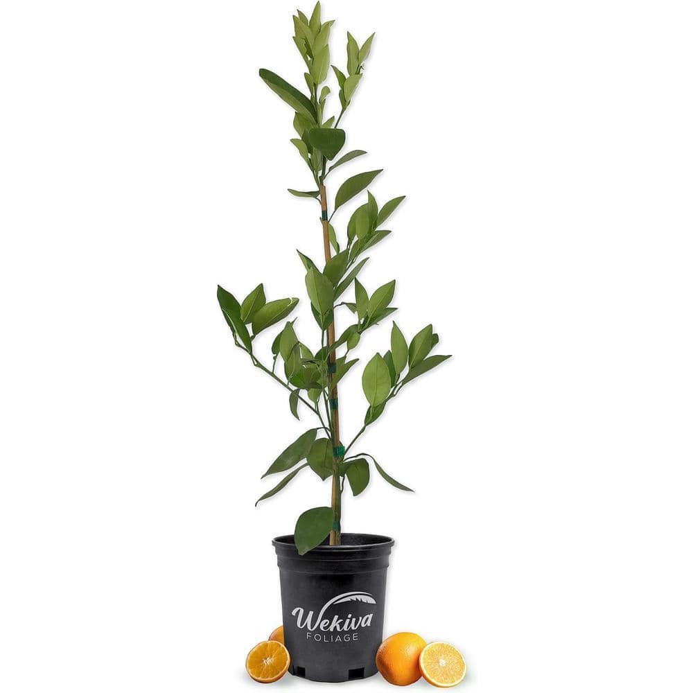 Wekiva Foliage Hamlin Orange Tree-Live Plant in a 1 Gallon Pot-Florida ...