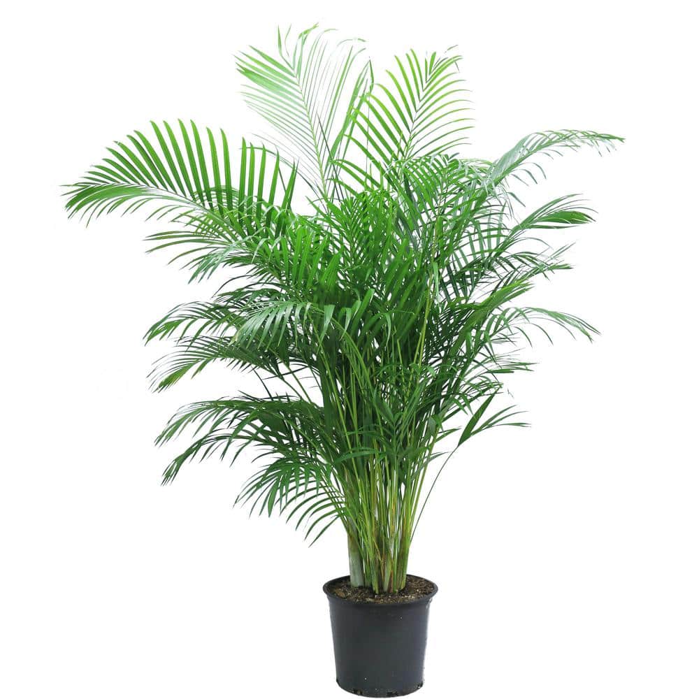 14 in. Areca (Dypsis Lutescens) Palm Indoor Plant 1006300002 - The Home ...