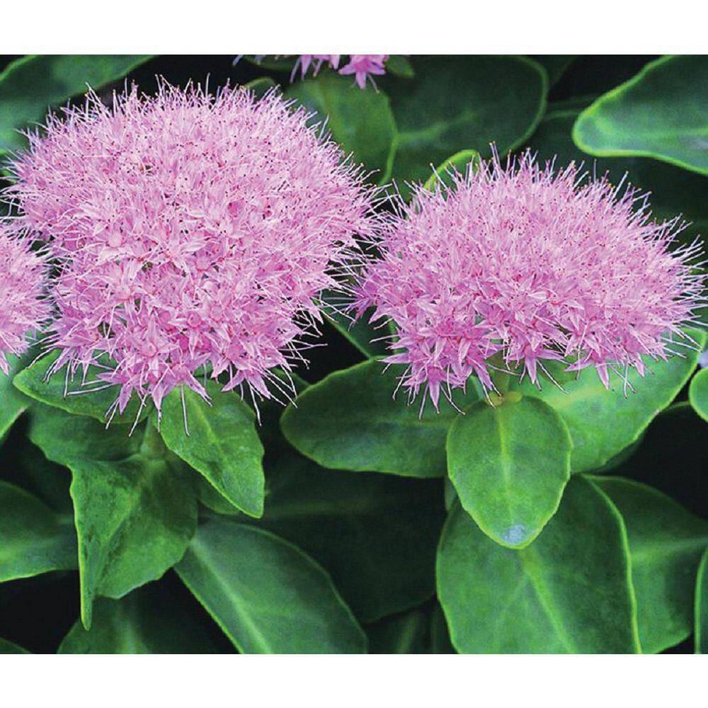 Pure Beauty Farms 4.75 in. Lemon Coral Sedum Plant with Variegated ...