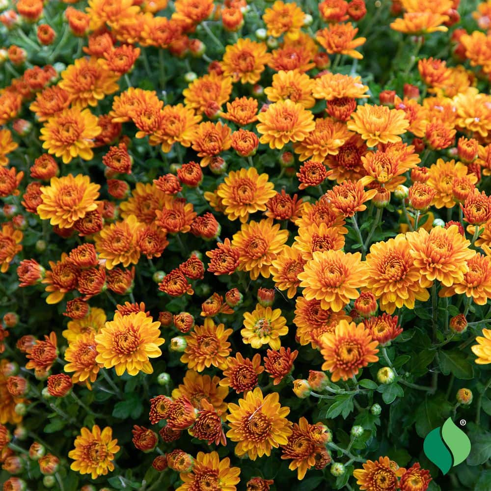 8 in. Mum Orange (Chrysanthemum), Live Annual Plant, Orange Flowers DGES4697 - The Home Depot