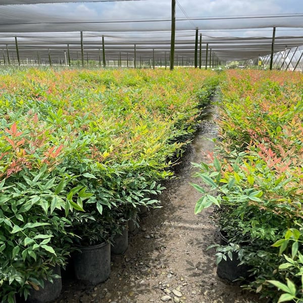 Nandina Compacta Size