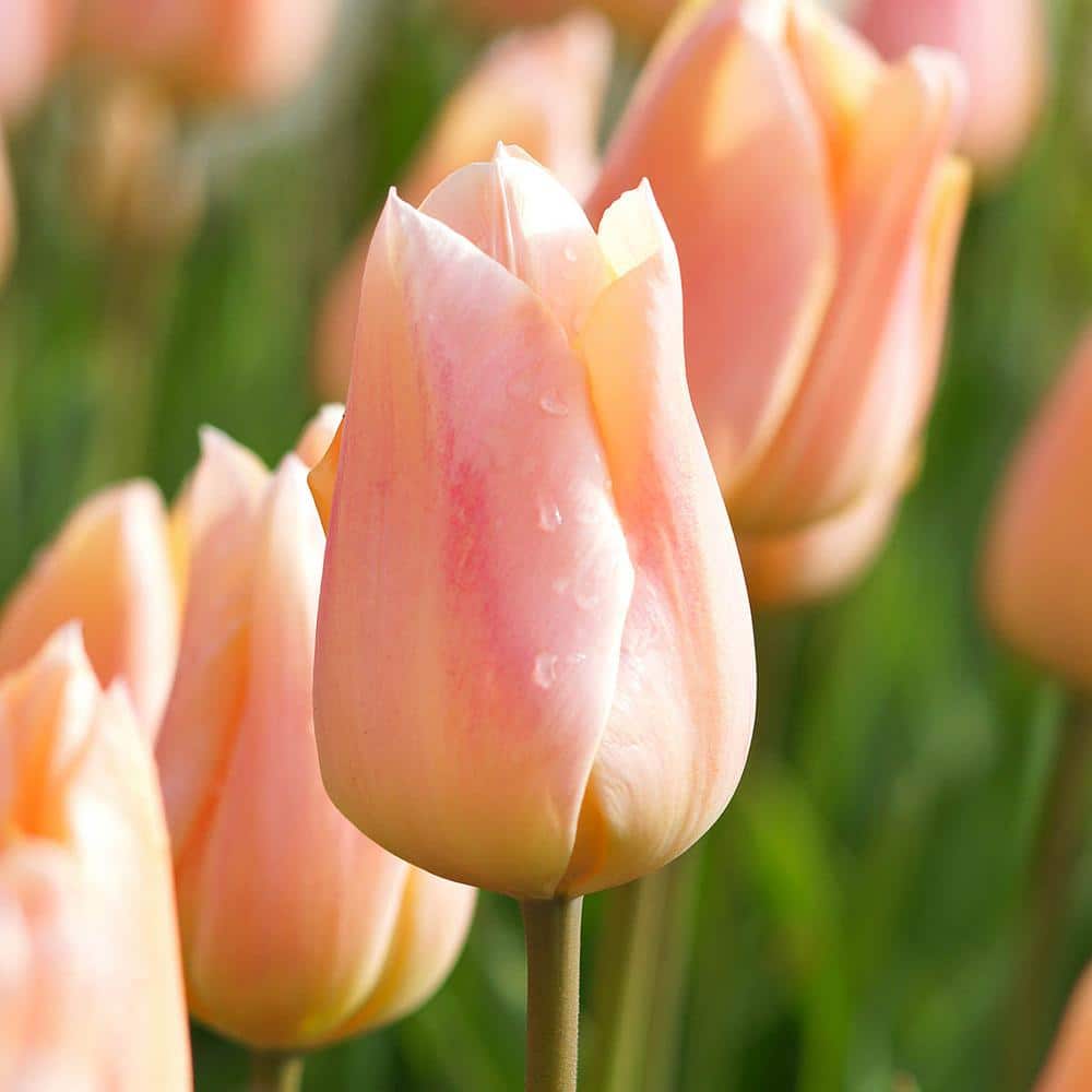 Van Bourgondien Apricot Beauty Single Early Tulip Dormant Spring Flowering Bulbs (25-Pack) 91892 ...