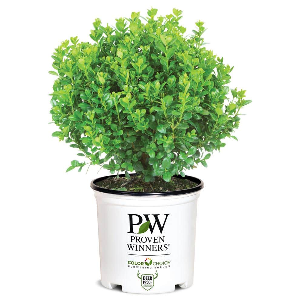 PROVEN WINNERS 2 Gal. Sprinter Boxwood Shrub with Glossy Evergreen ...