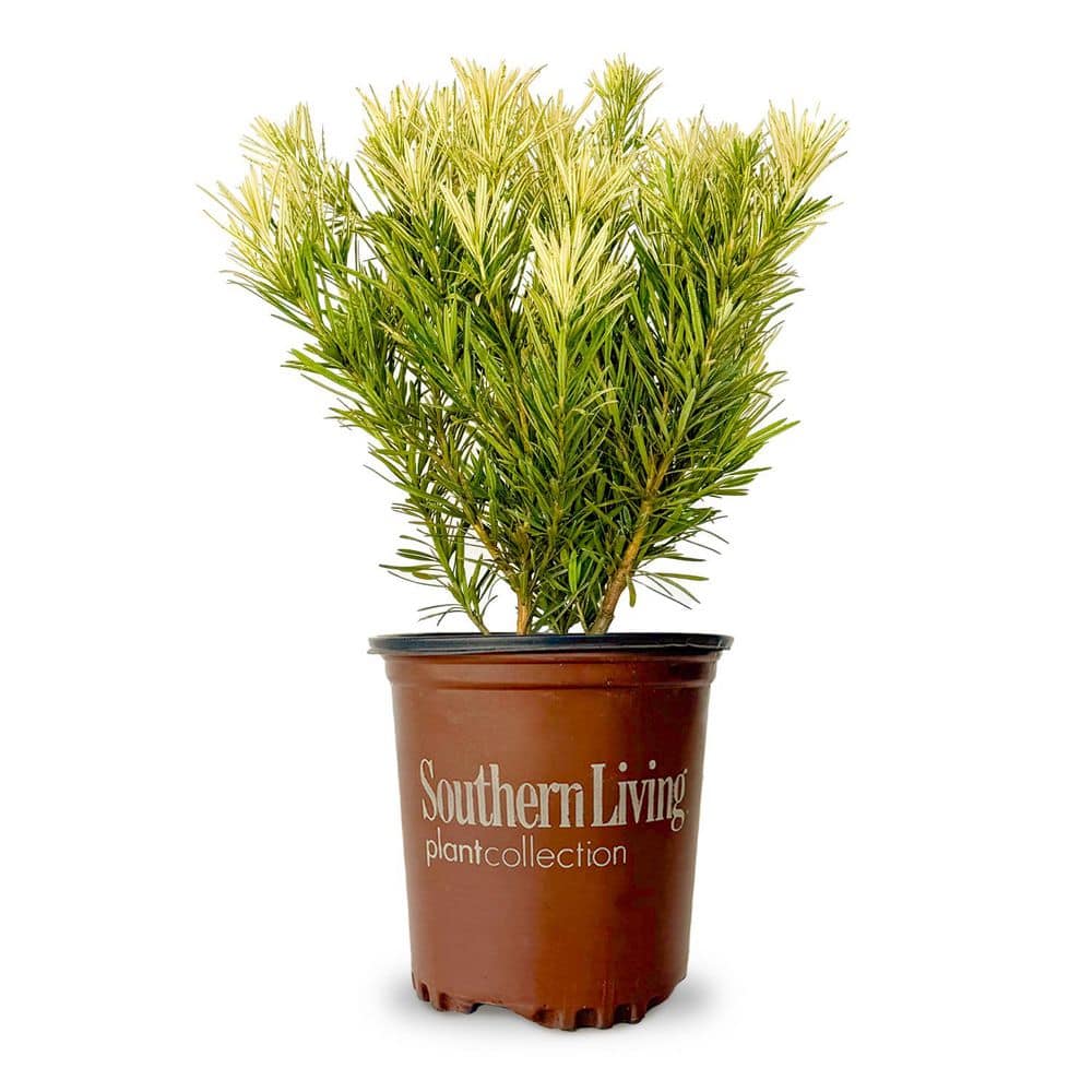 SOUTHERN LIVING 2 Gal. - Roman Candle Podocarpus Live Evergreen Shrub ...