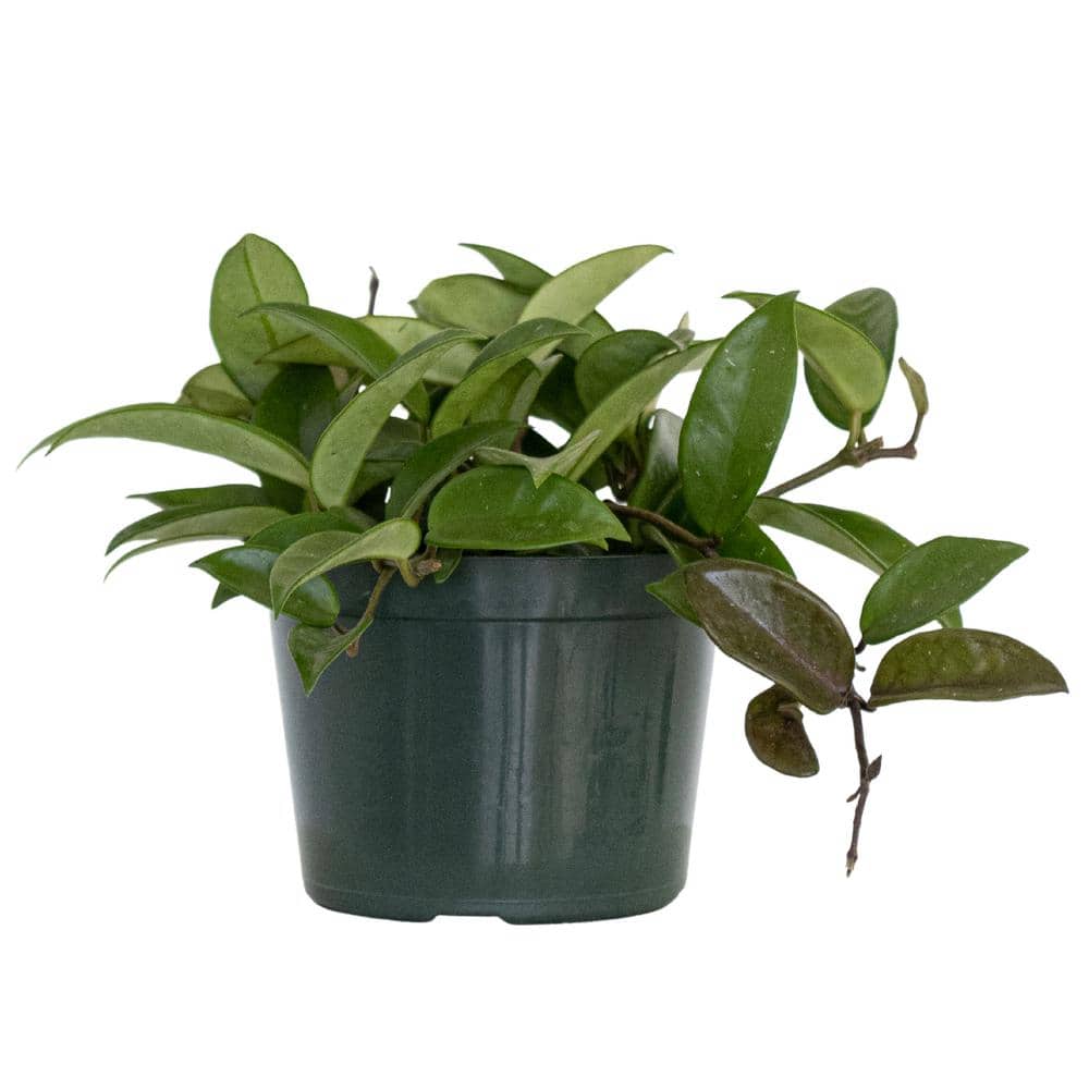 United Nursery Live Hoya carnosa Exotic Vining Houseplant in 6 in ...