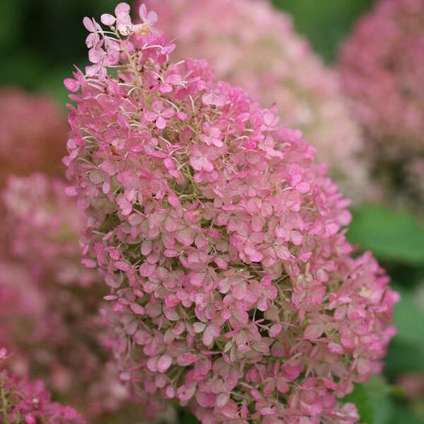 BELL NURSERY 2 Gal. Bobo Hydrangea Hydrangea Paniculata Live Flowering ...