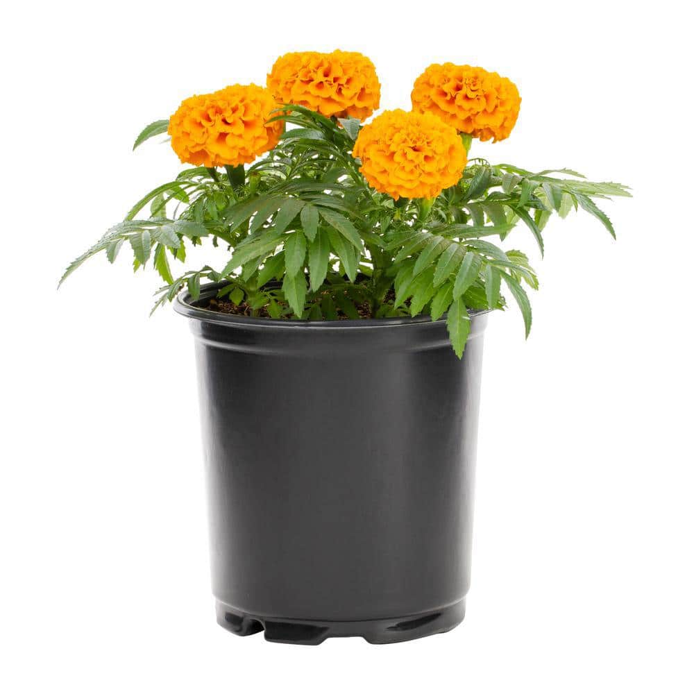 Metrolina Greenhouses 2 QT. Marigold Annual Plant with Assorted Flowers ...