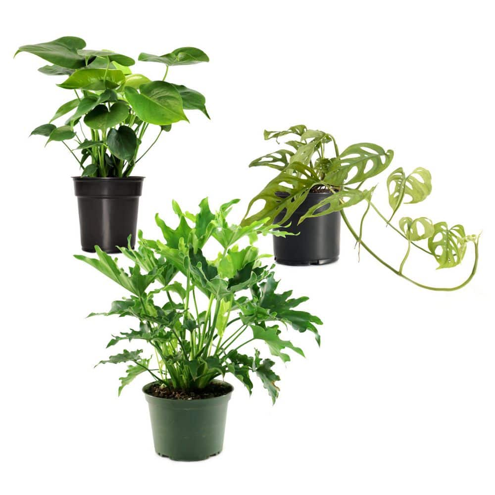 national PLANT NETWORK 6 in. SpaceScape Tropical Split Leaf Plant ...