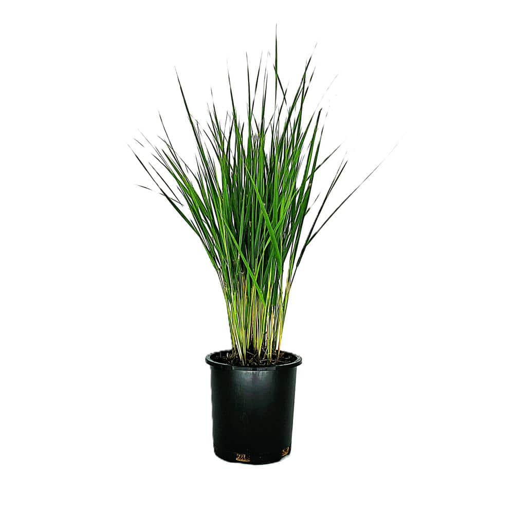 2.5 QT. Karl Foerster Calamagrostis x acutiflora Feather Reed Grass ...